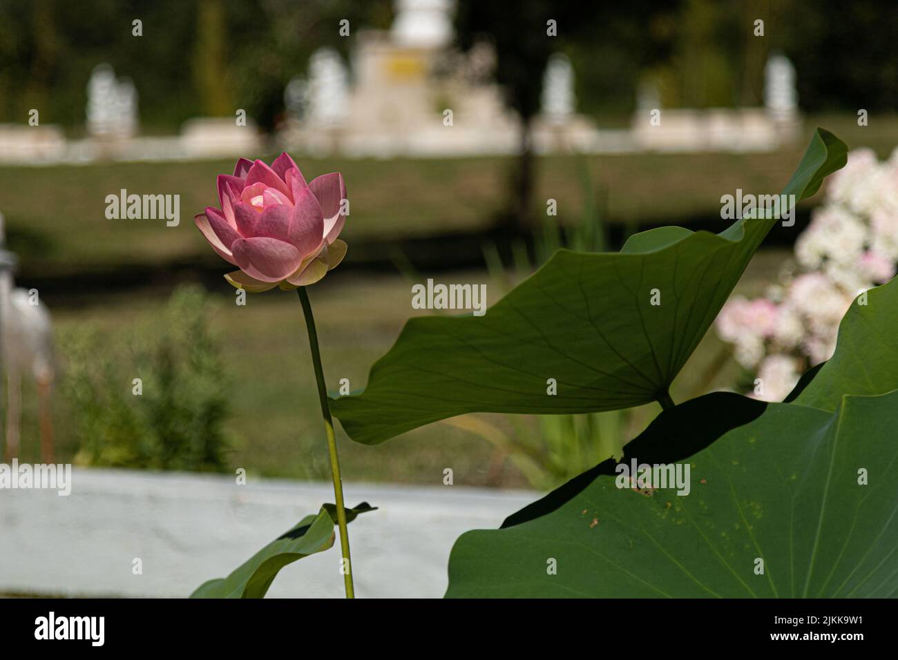 A beautiful lotus flower in a garden Stock Photo - Alamy