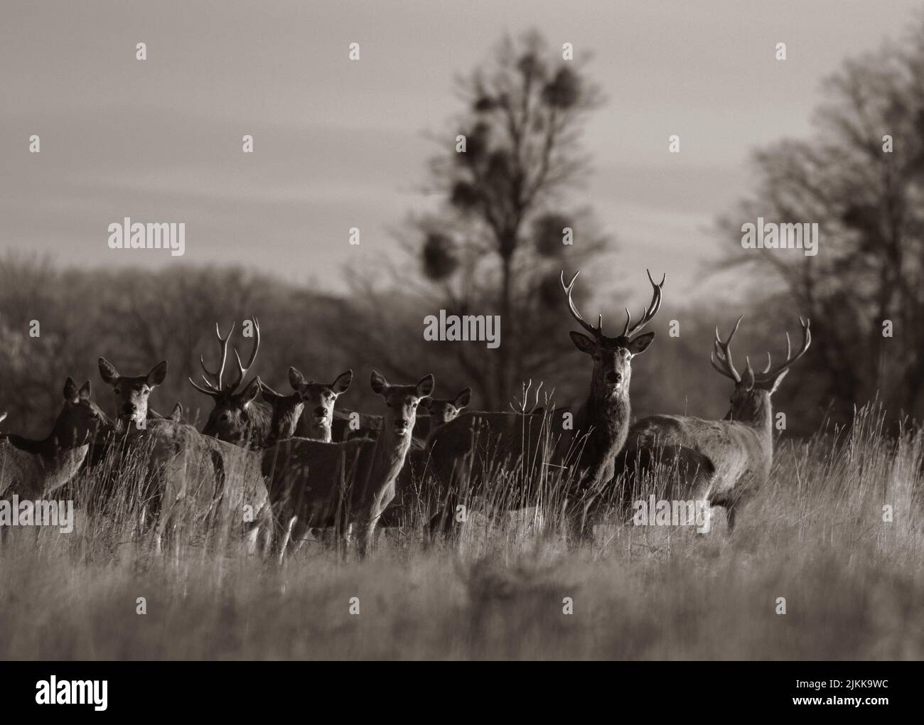 A Grayscale of red deer group in the forest Stock Photo - Alamy