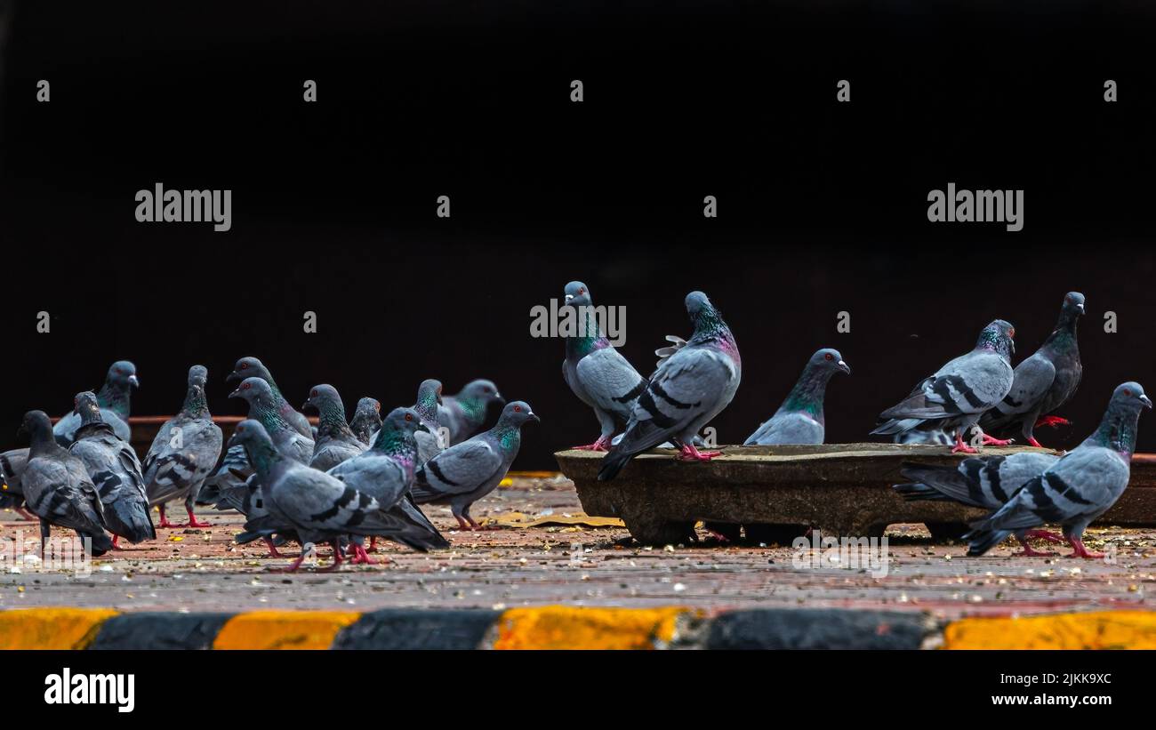 Pigeon pigeons sitting on a pavement sidewalk hi-res stock photography ...
