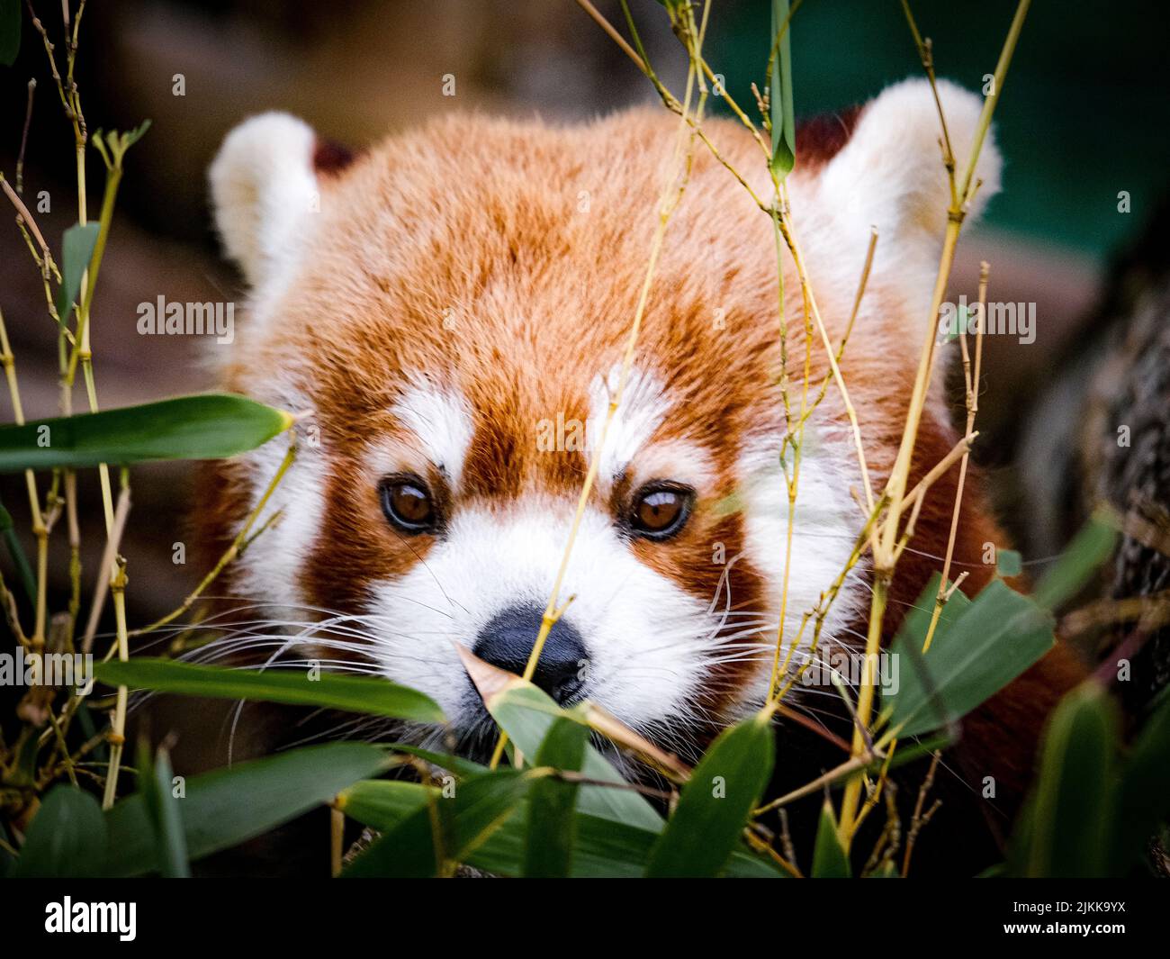 Red panda face hi-res stock photography and images - Alamy