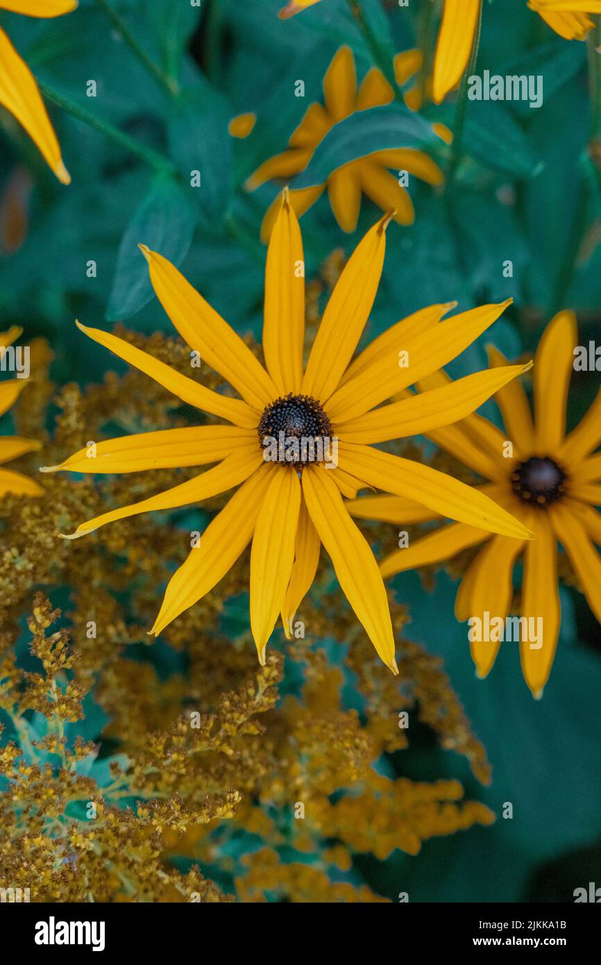 A vertical top view of Black-eyed Susans in the garden Stock Photo - Alamy