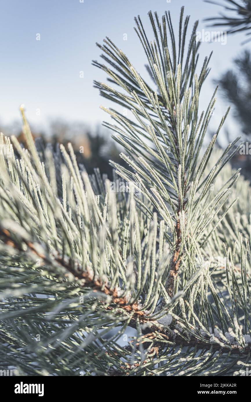 A vertical closeup of snowy spruce leaves Stock Photo - Alamy