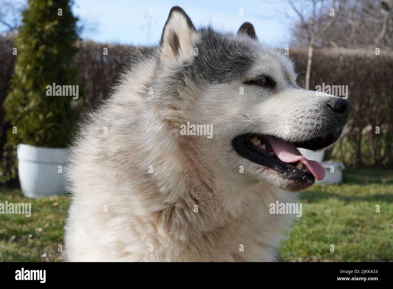 A closeup of a Siberian Husky's face with the tongue out Stock Photo ...
