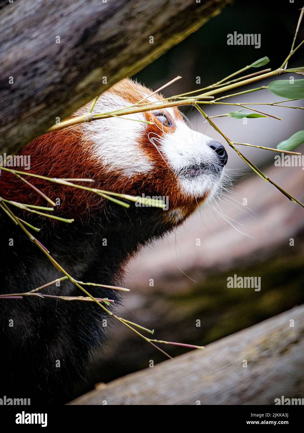 A vertical closeup shot of a red panda hiding in the branches Stock ...