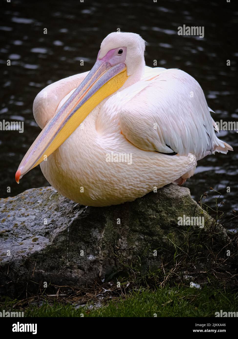 Pelican sitting hi-res stock photography and images - Alamy