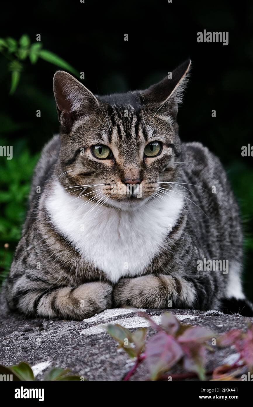 A vertical portrait shot of a tabby cat laying on the ground, over a ...
