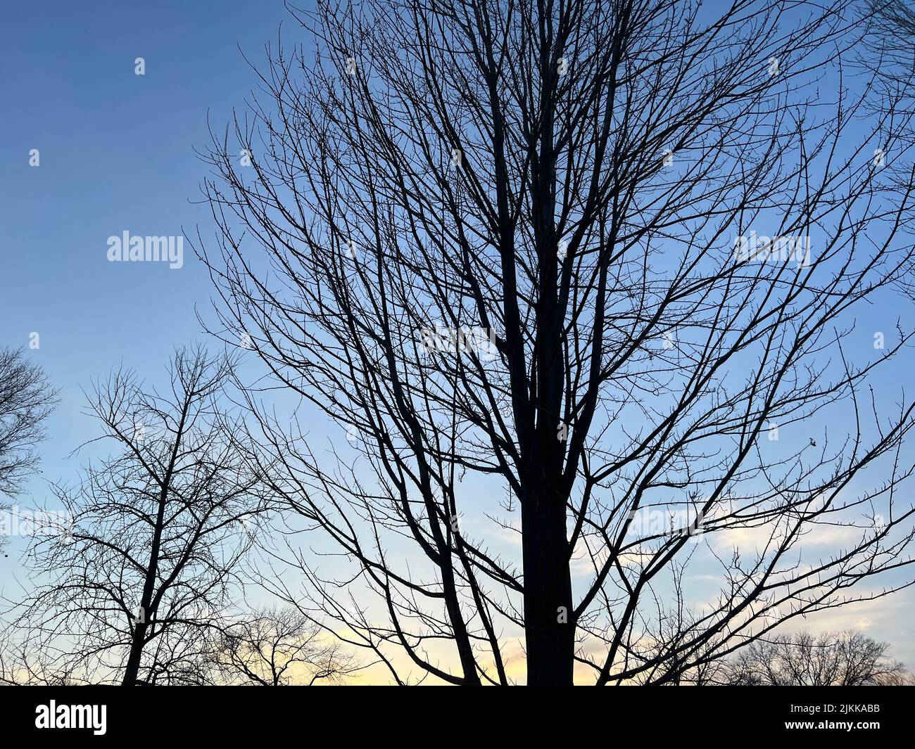 A low angle silhouette of Sky from beneath leafless trees Stock Photo ...