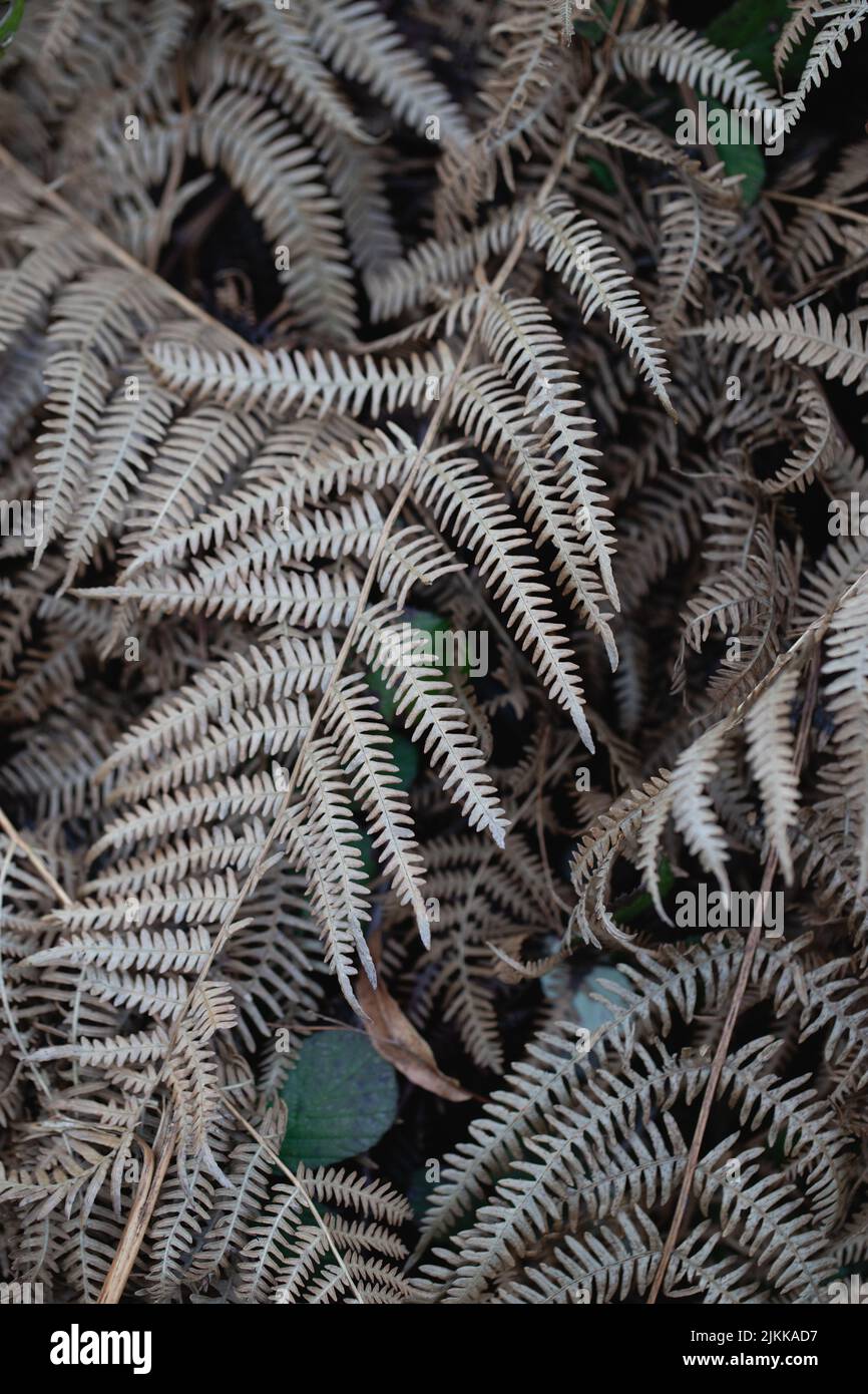 A vertical shot of a growing fern Stock Photo - Alamy