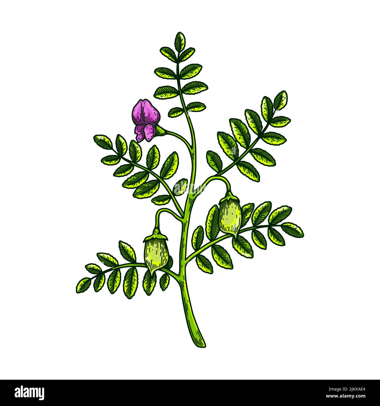 Hand drawn chickpeas branch with leaves, pods and flower. Colorful ...
