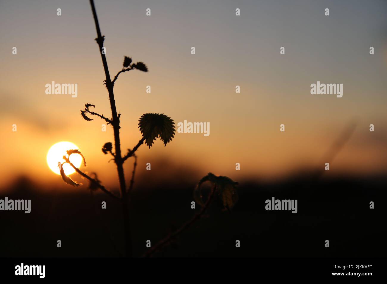 Beautiful shot field sunset hi-res stock photography and images - Alamy