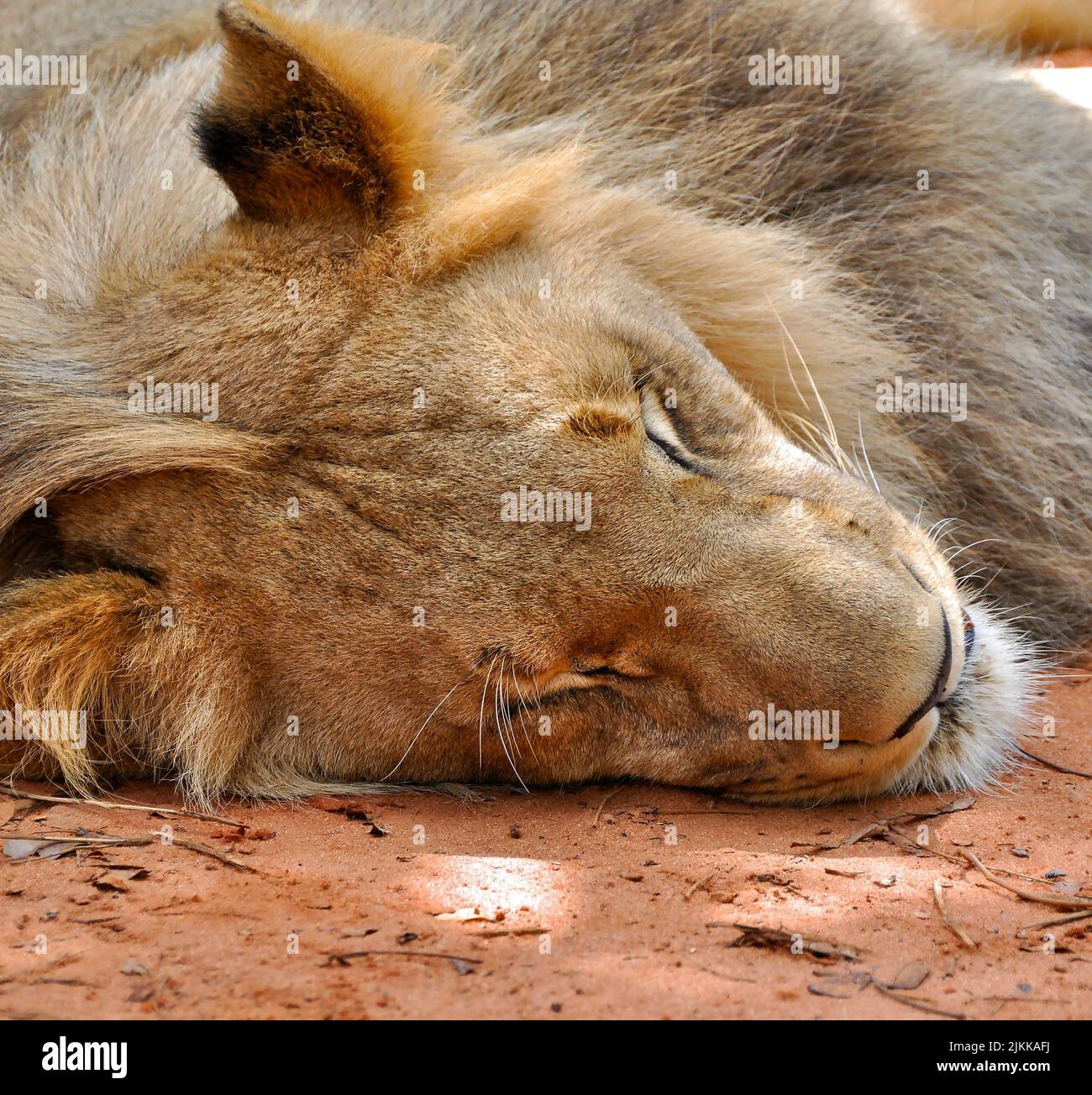 African lion in conservation hi-res stock photography and images - Alamy