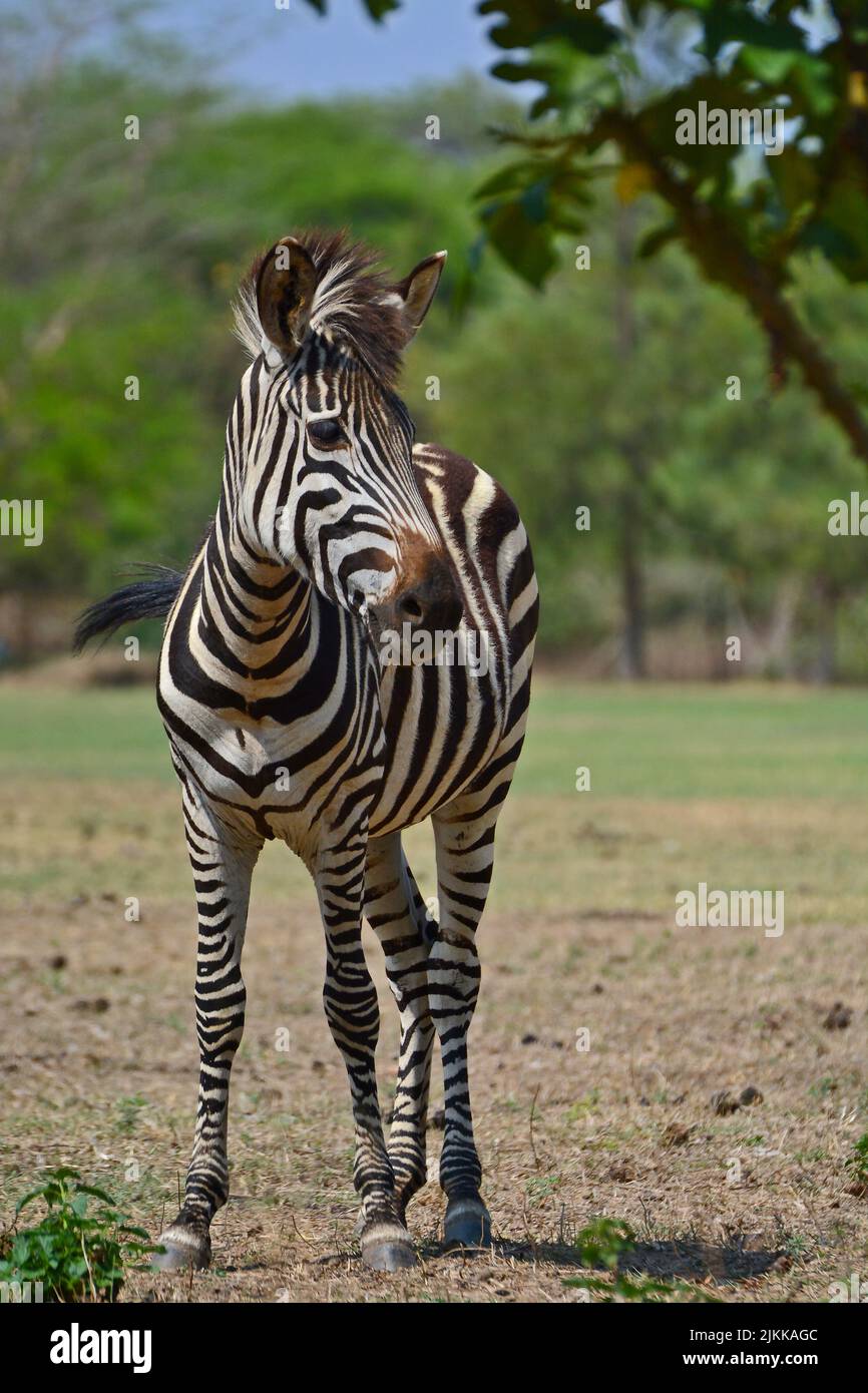 A vertical shot of a zebra at the Pazuri Park close to city of Lusaka ...