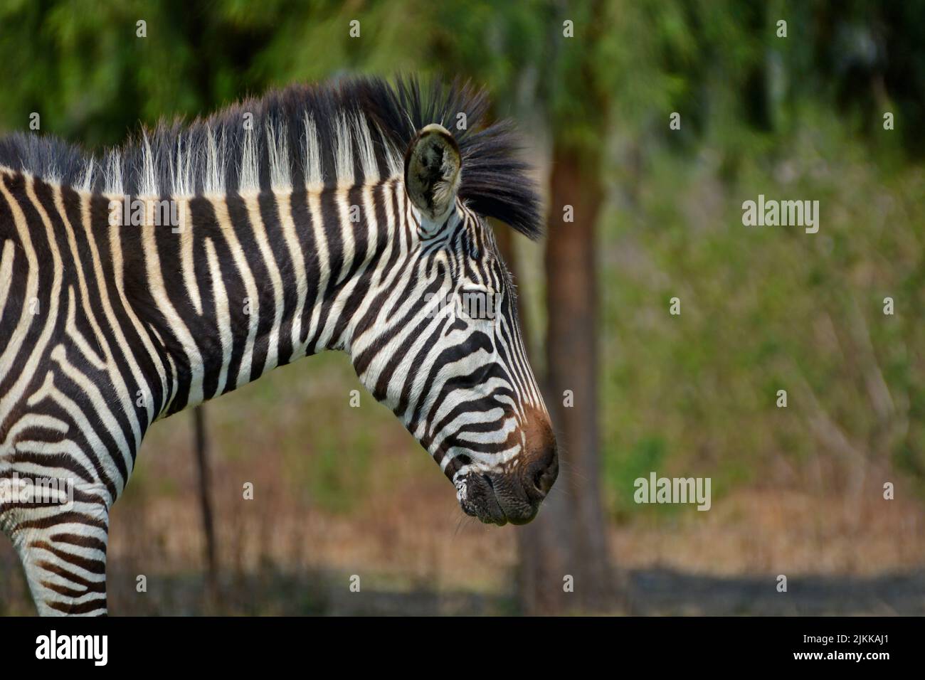 A zebra at the Pazuri Park close to city of Lusaka, in Zambia, Africa ...