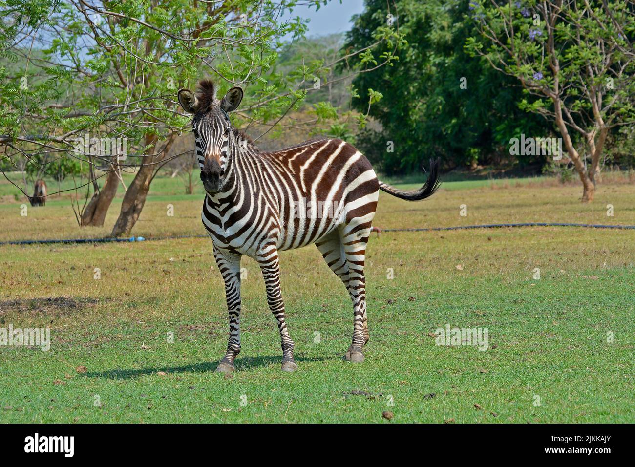 A zebra at the Pazuri Park close to city of Lusaka, in Zambia, Africa ...