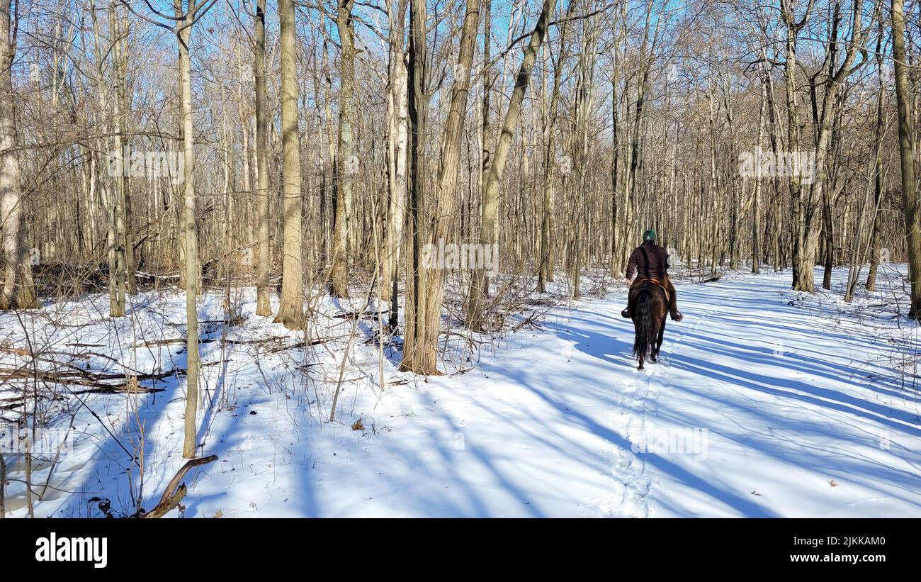 A rear view of man riding horse in the snowy forest Stock Photo - Alamy