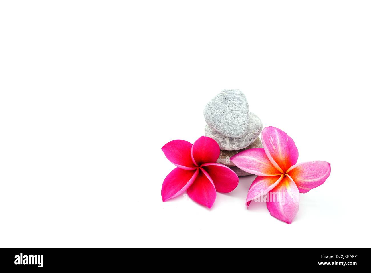 A wallpaper with two pink plumeria (frangipani) flowers near the small ...
