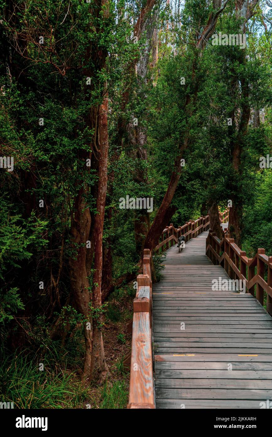 A vertical shot of the wooden walkway in the dense forest with beautiful trees Stock Photo - Alamy