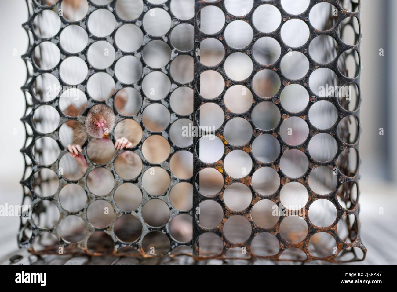 A closeup of a cage with the rat holding from the metal walls Stock ...