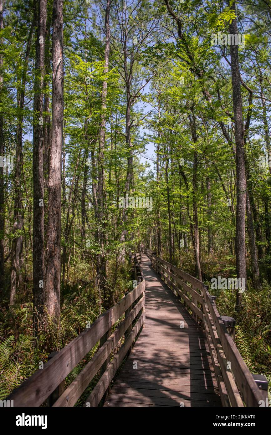 A vertical shot of a narrow wooden pathway through the trees in the ...