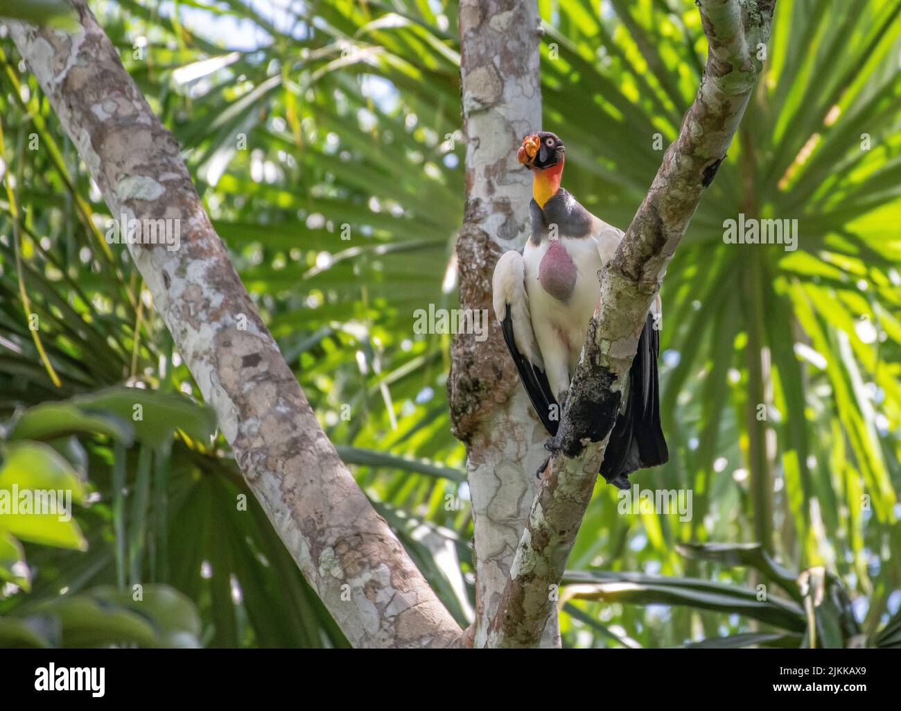 California condor tree hi-res stock photography and images - Alamy