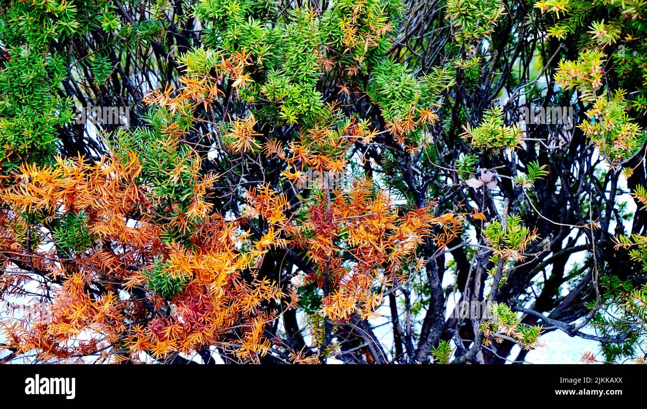 Half branches hi-res stock photography and images - Alamy