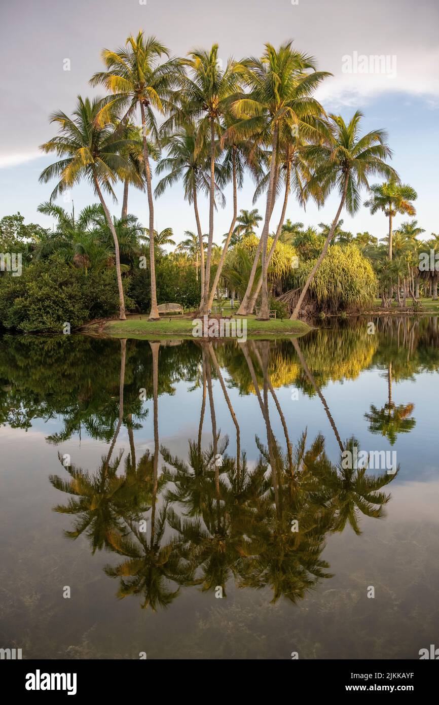 A vertical shot of tropical palm trees on the coast with reflections in ...