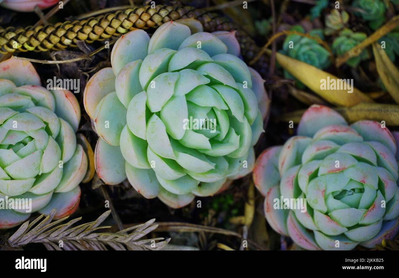 A scenic view of beautiful Echeveria flowering plants in a garden Stock ...