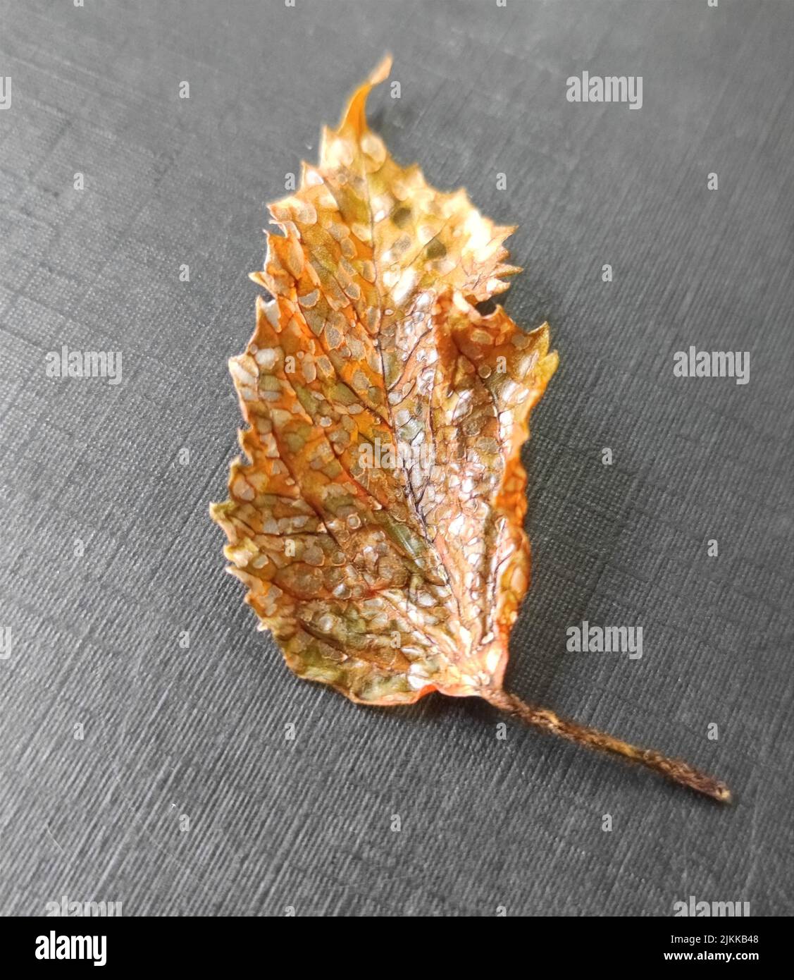A vertical closeup of a dried orange leaf of hibiscus on the grey ...