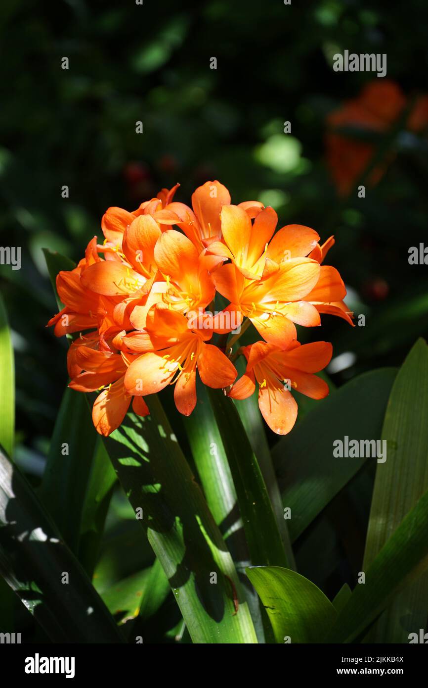 Clivia bloom hi-res stock photography and images - Alamy