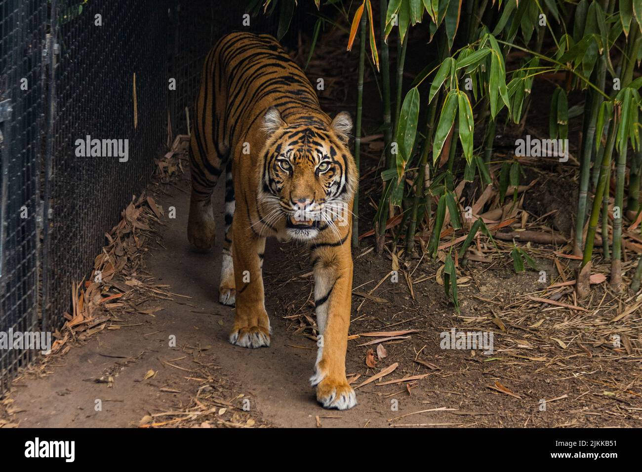 A wild and hungry tiger walking on the path in the Melbourne zoo Stock ...