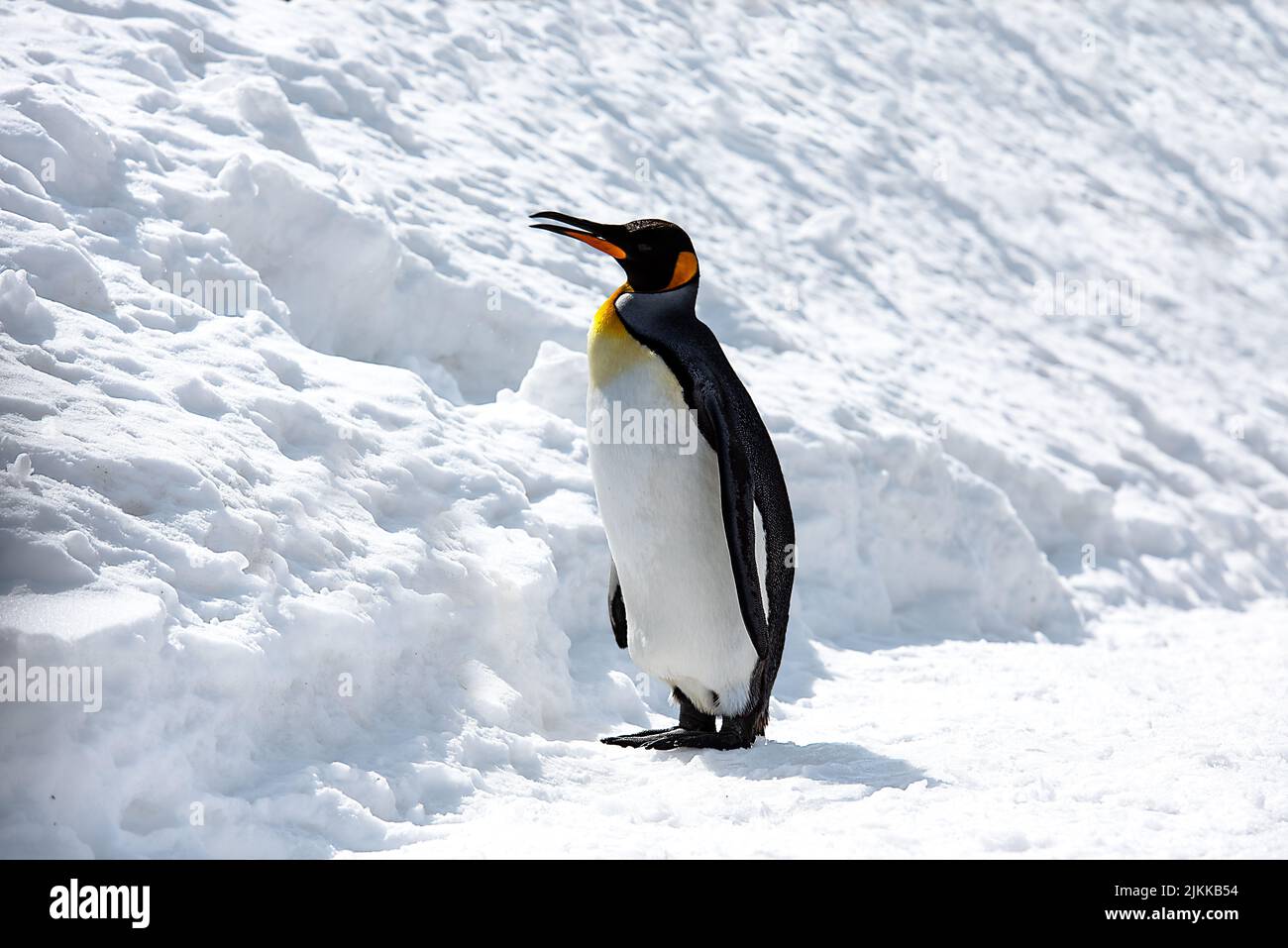 A lonely penguin standing on the snow in cold Antarctica Stock Photo ...