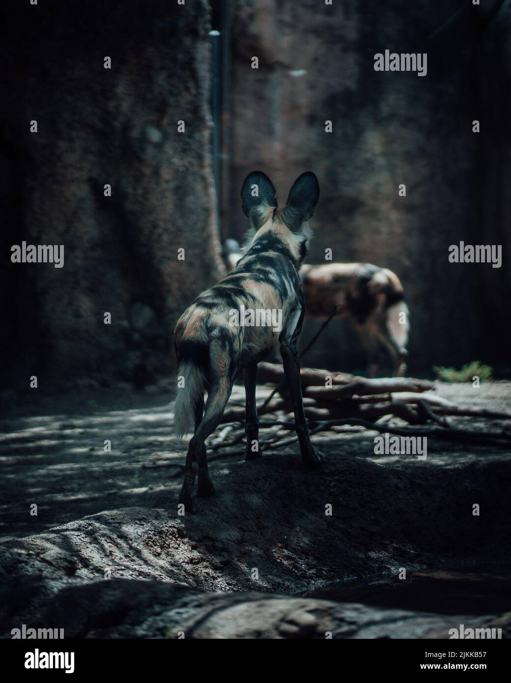 A vertical selective focus shot of a backside of an African wild dog ...