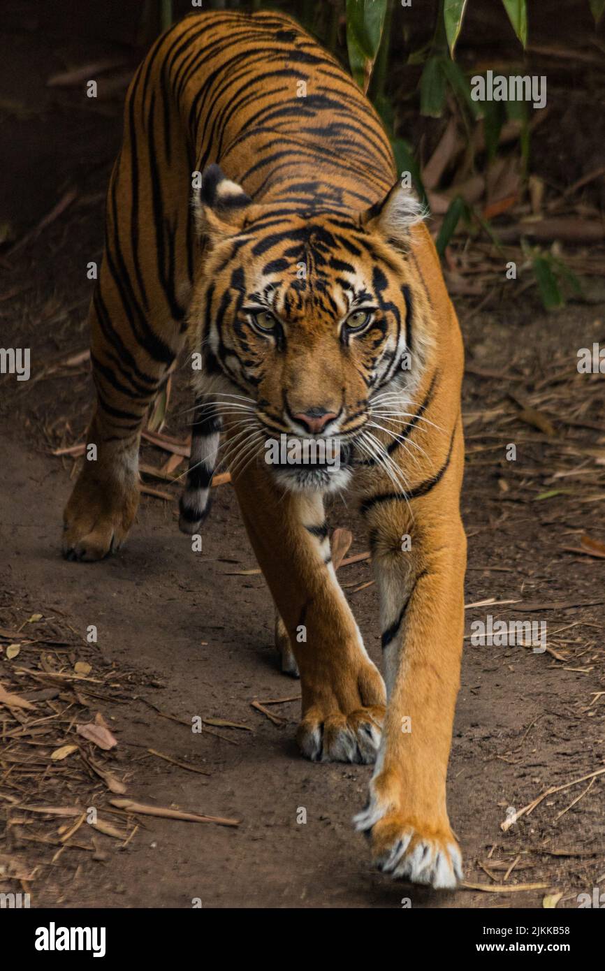 A vertical shot of a wild tiger prowling in the jungle staring at the ...