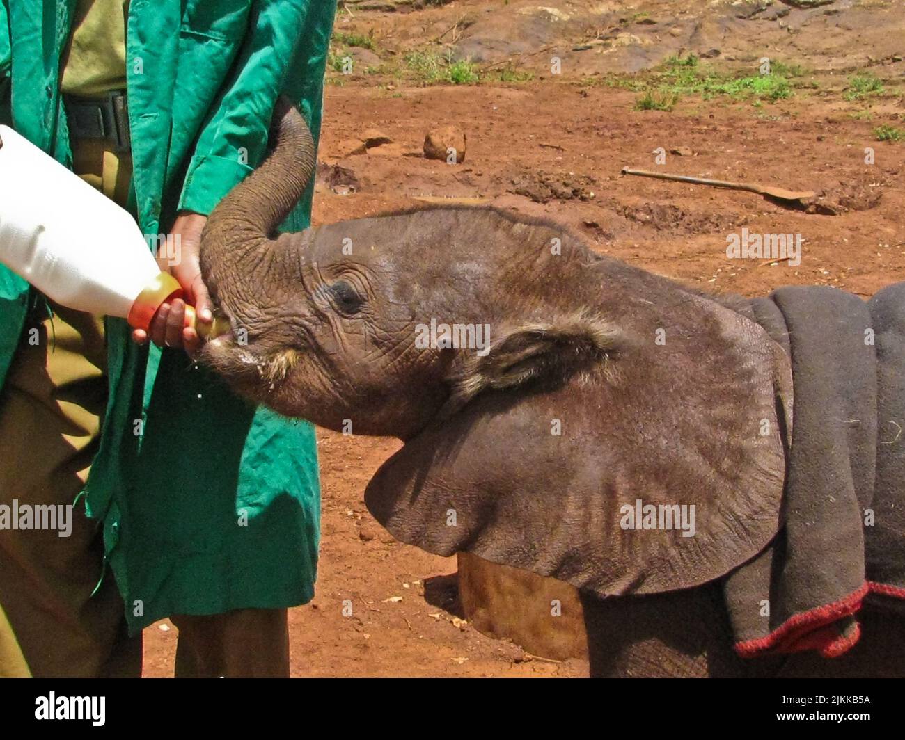 Elephant milk hi-res stock photography and images - Alamy