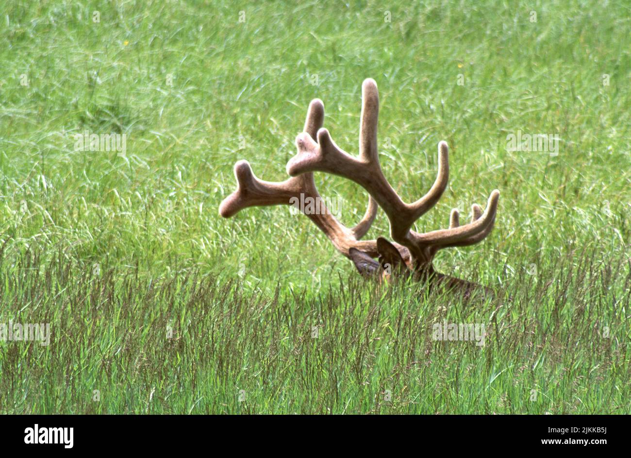 The Elk Animal hidden in the field behind the grass Stock Photo - Alamy