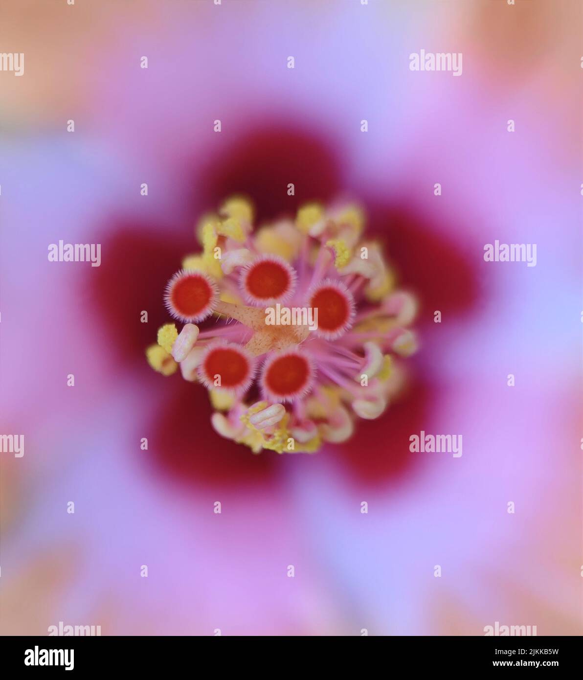 Mallow malvaceae hi-res stock photography and images - Alamy