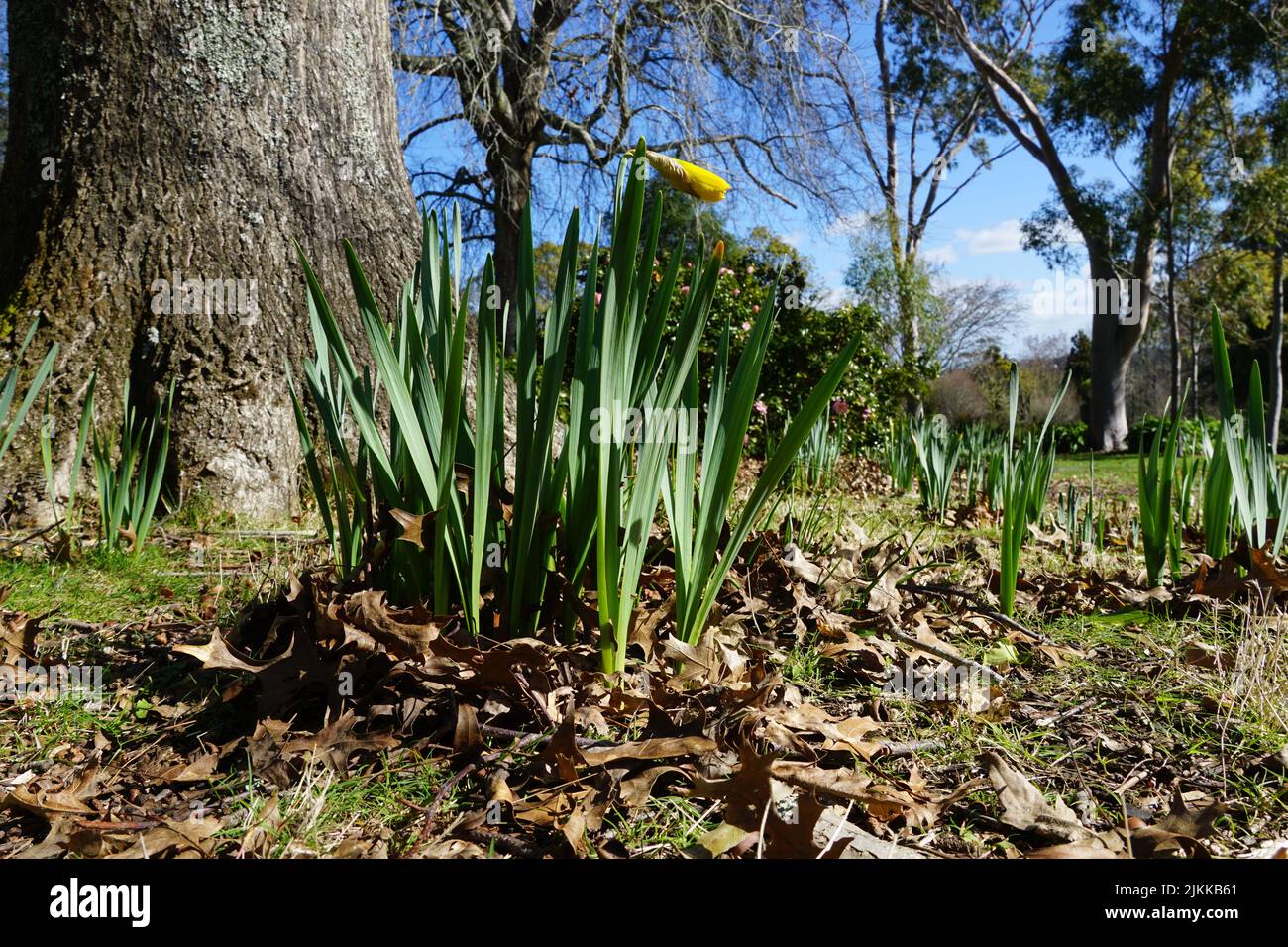 Daffodil leaves hi-res stock photography and images - Alamy