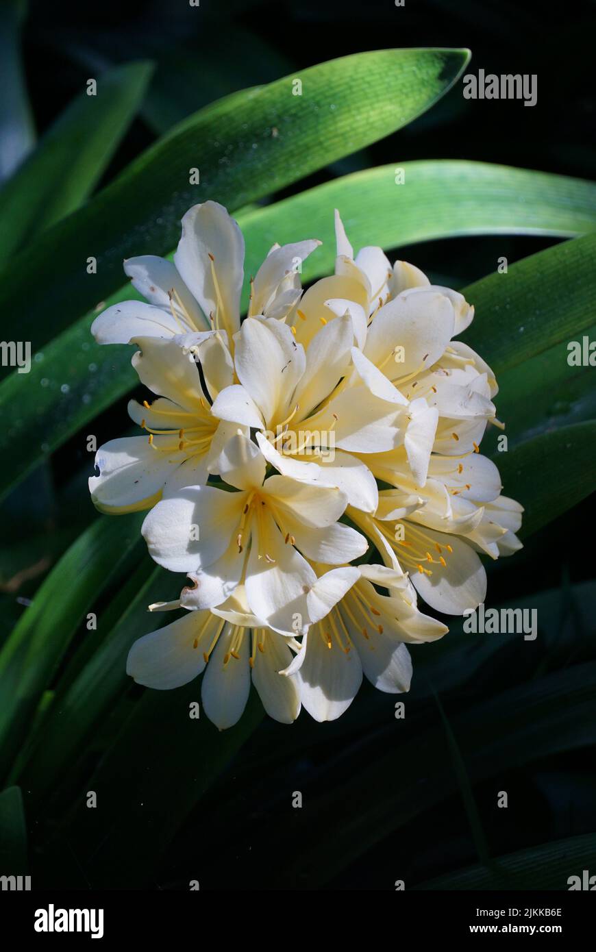 A vertical shot of white lilies with green leaves in a garden in ...