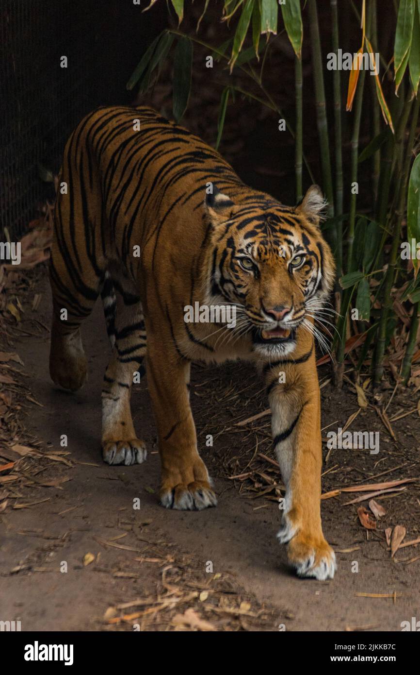 A vertical shot of a wild and hungry tiger emerging from a bamboo path ...