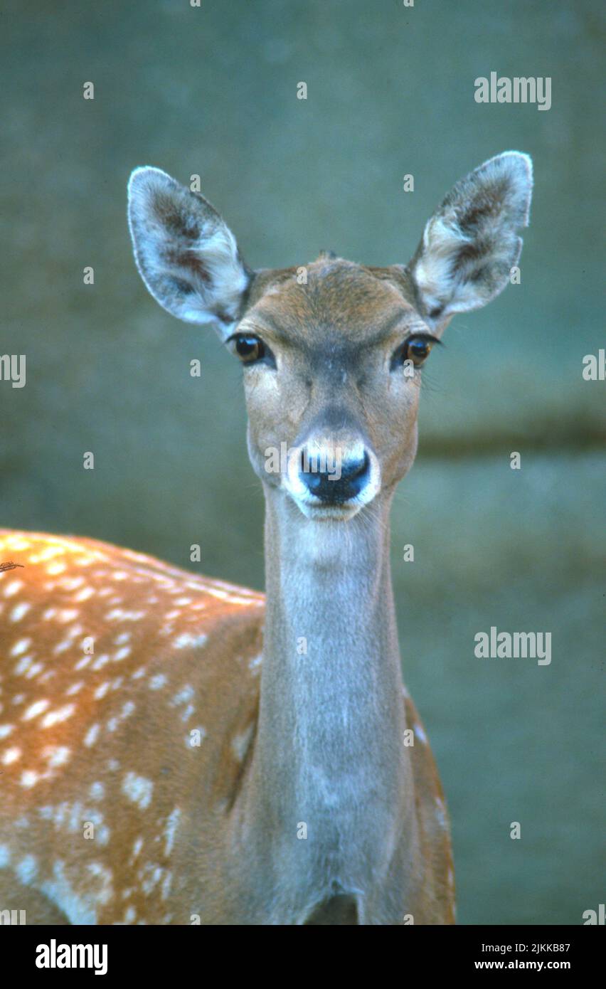Deer hooves hi-res stock photography and images - Alamy