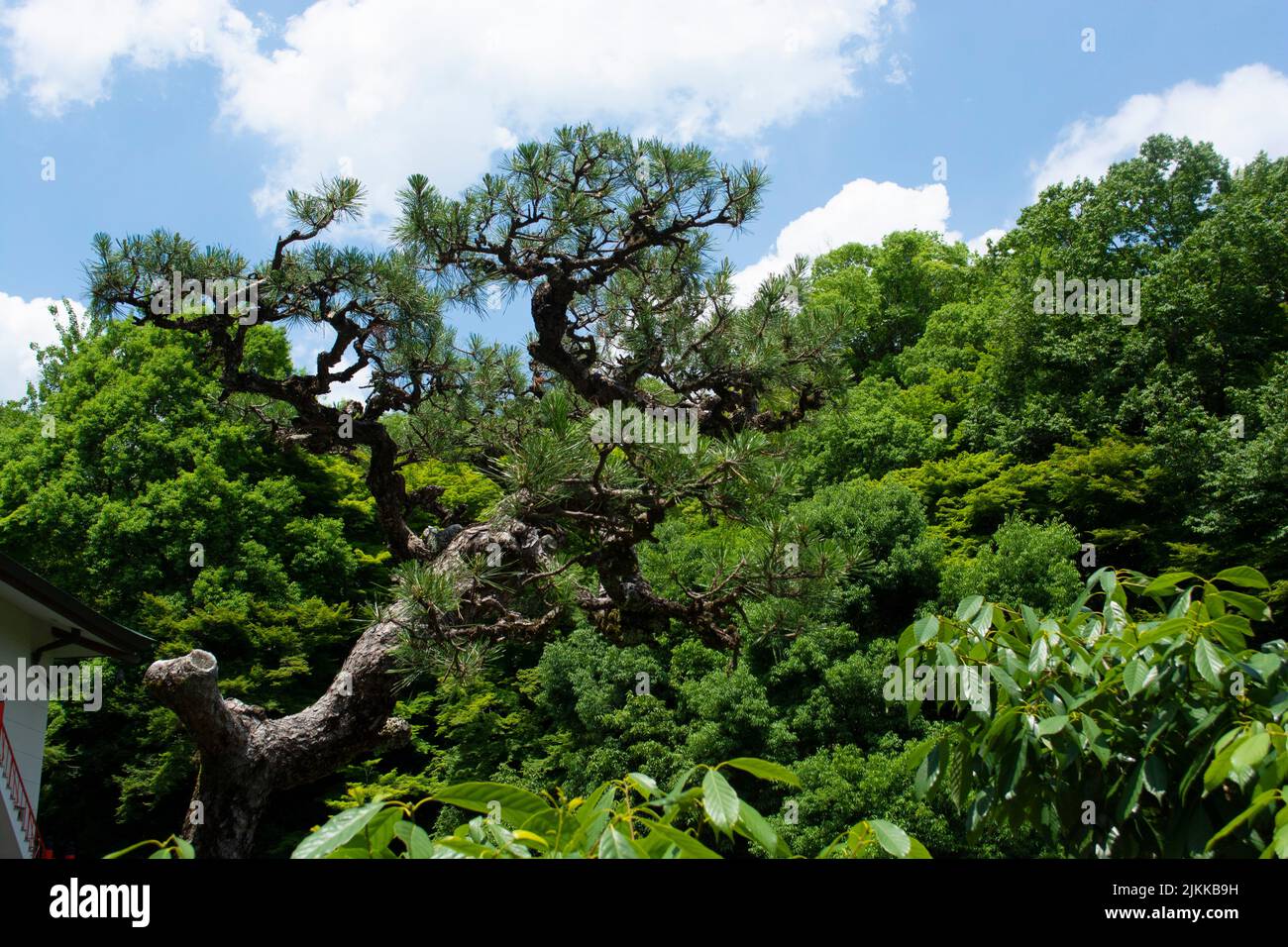 Bonzai tree outside in Japanese garden in Japan Stock Photo - Alamy