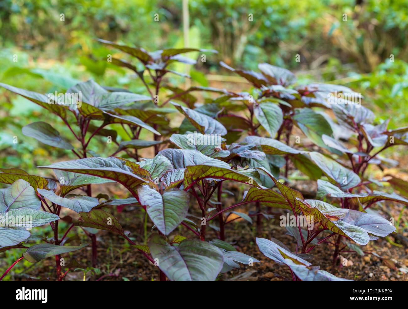 A beautiful view of a green Amaranth plant growing in a farm Stock ...