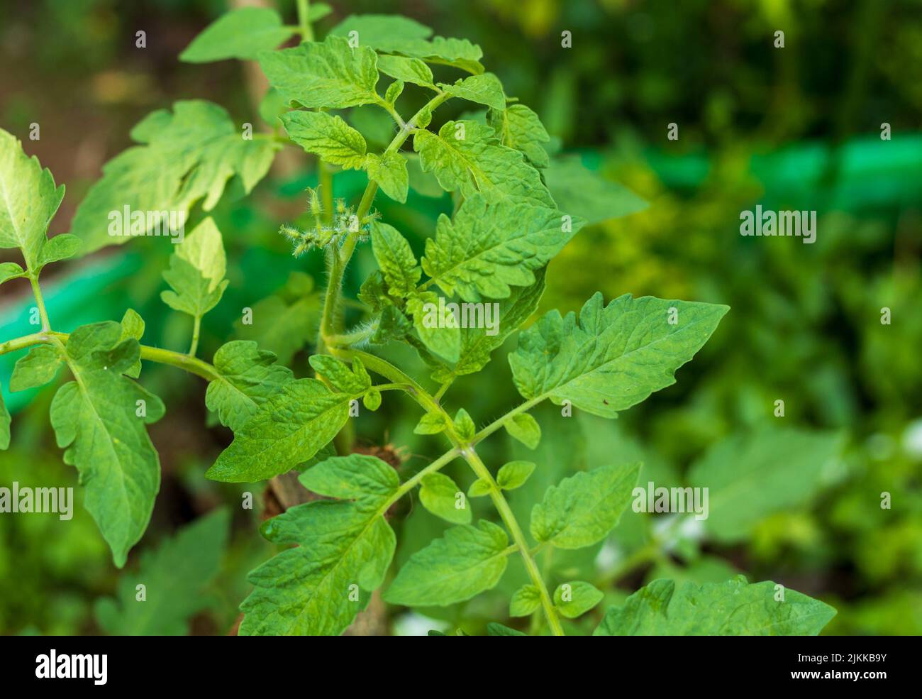 Tomato plant leaf hi-res stock photography and images - Alamy