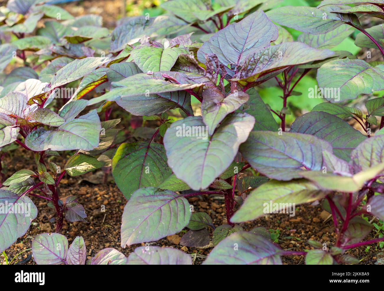 Green amaranth hi-res stock photography and images - Alamy