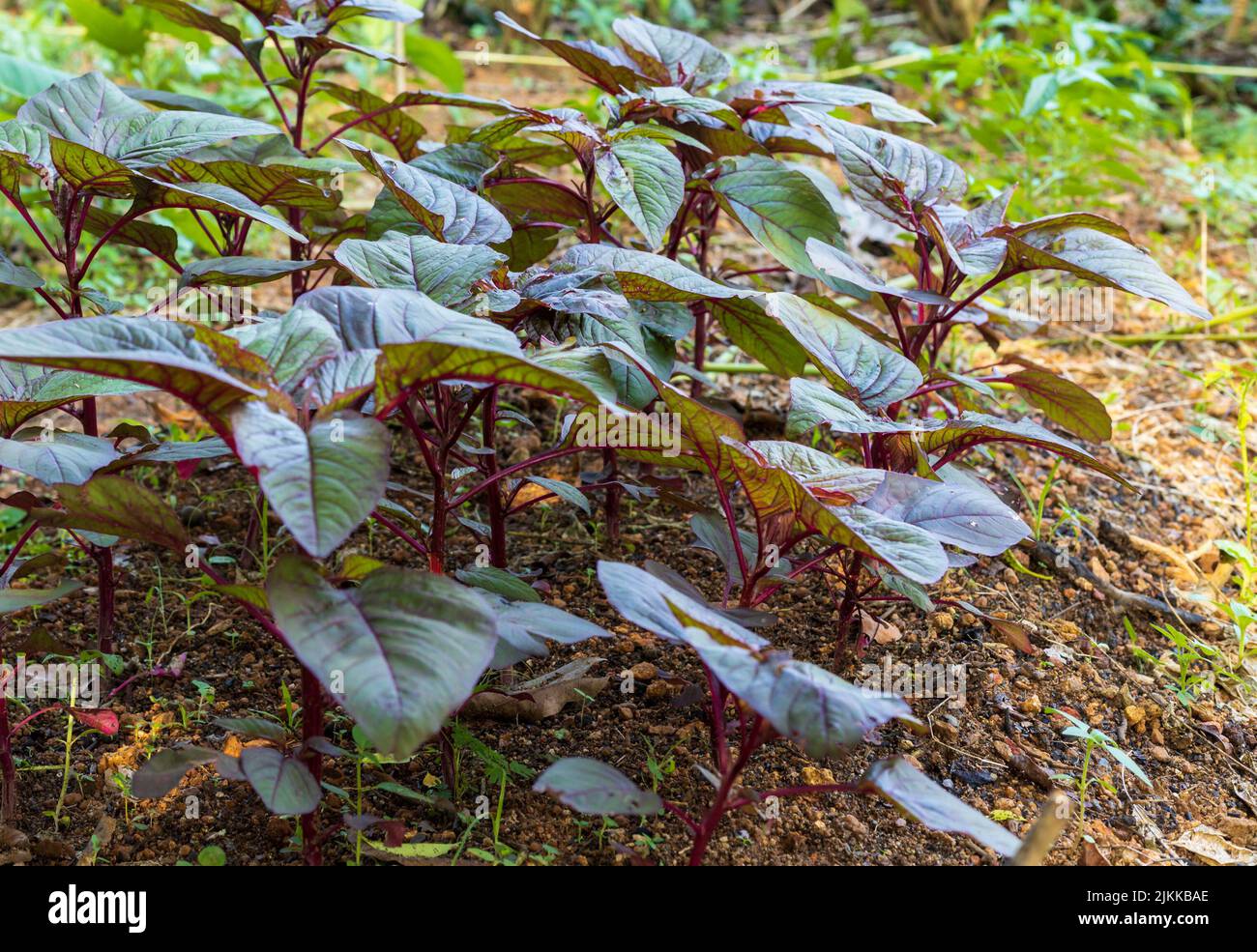 Amaranth plant hi-res stock photography and images - Alamy