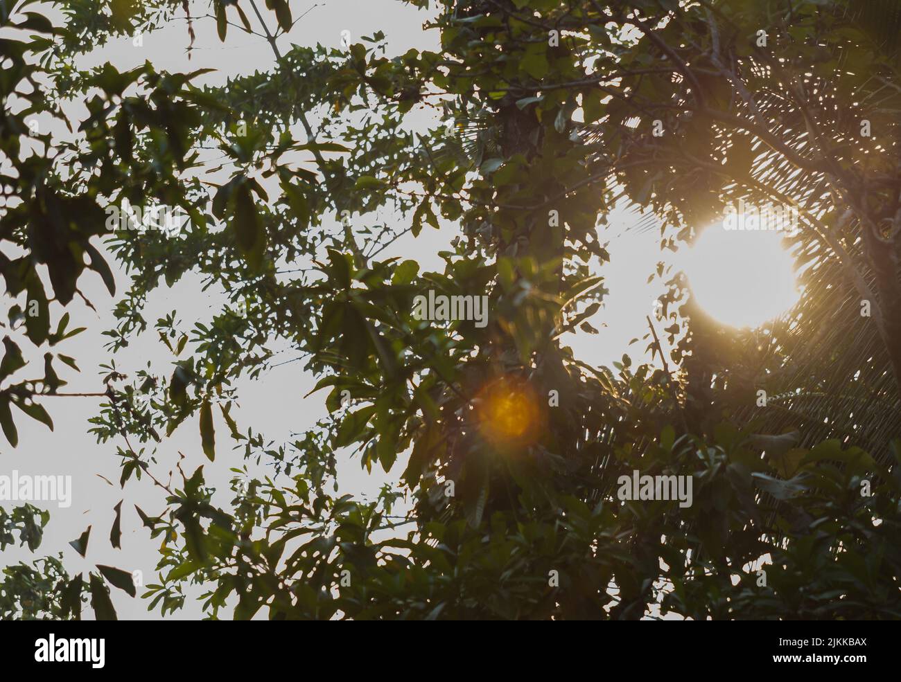 A beautiful view of the sun between the trees at the sunset time Stock ...