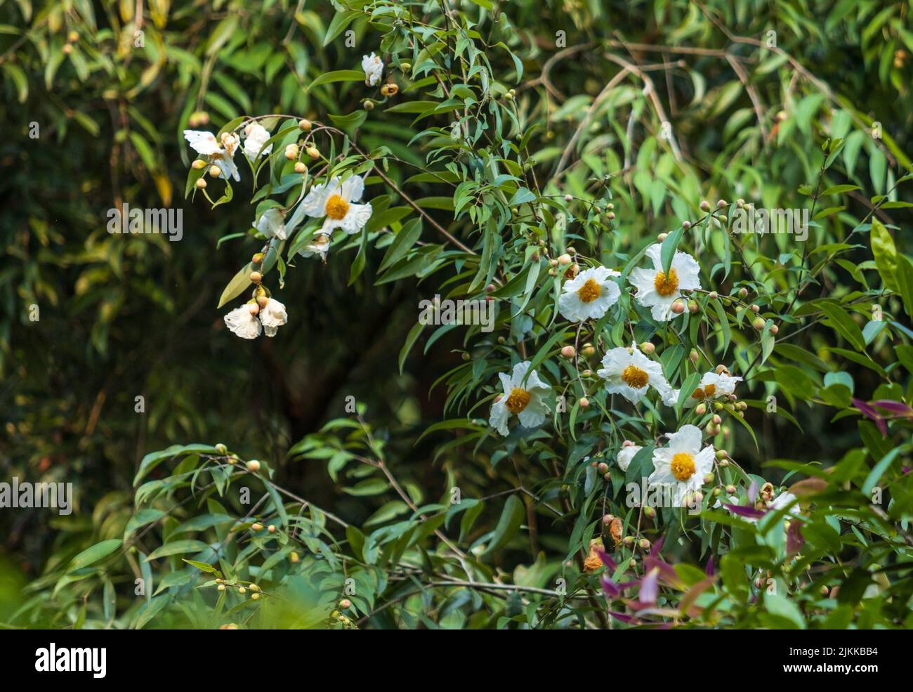 Beautiful shitw flowers grown on Ceylon ironwood in the garden Stock ...