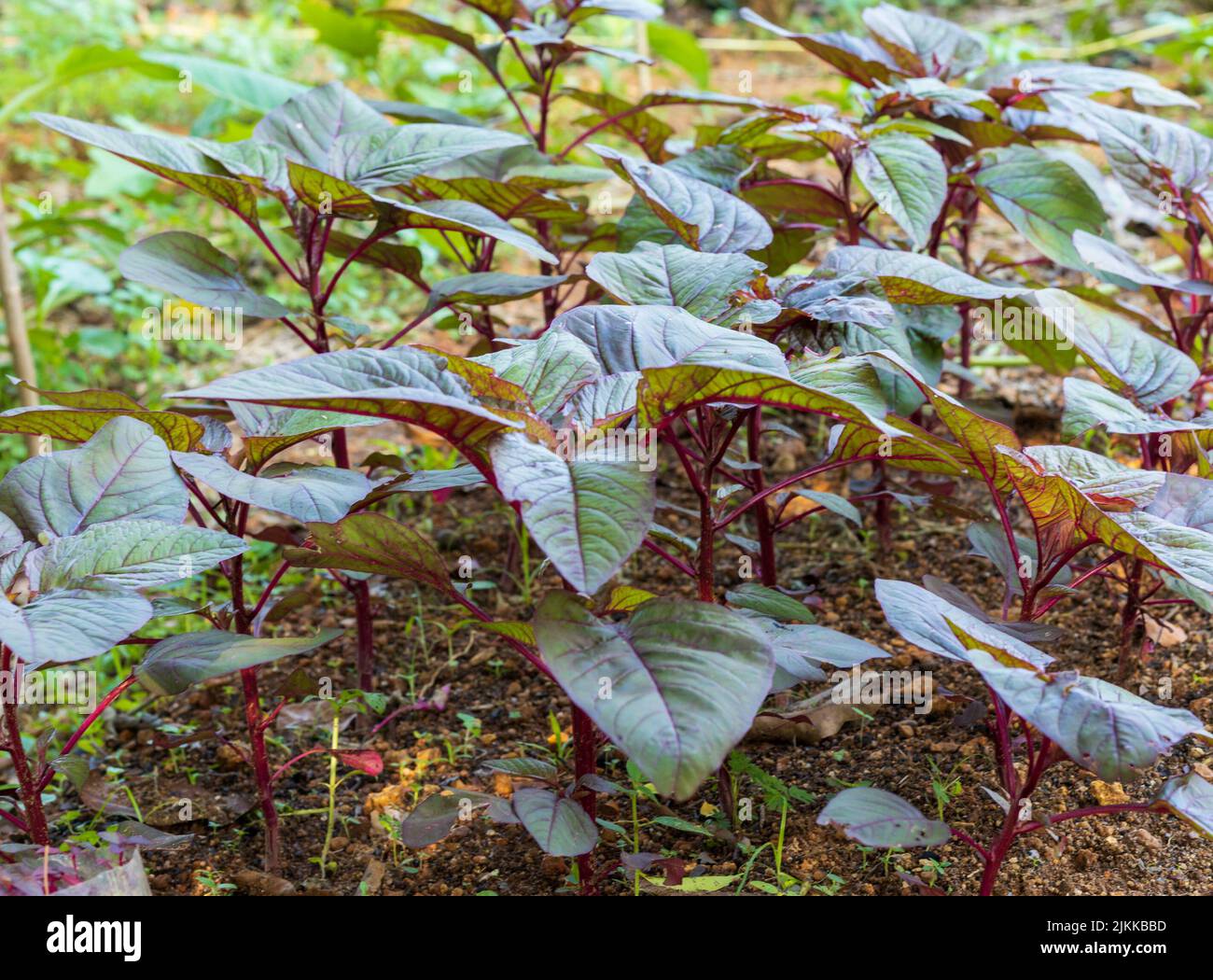 A beautiful view of a green Amaranth plant growing in a farm Stock ...