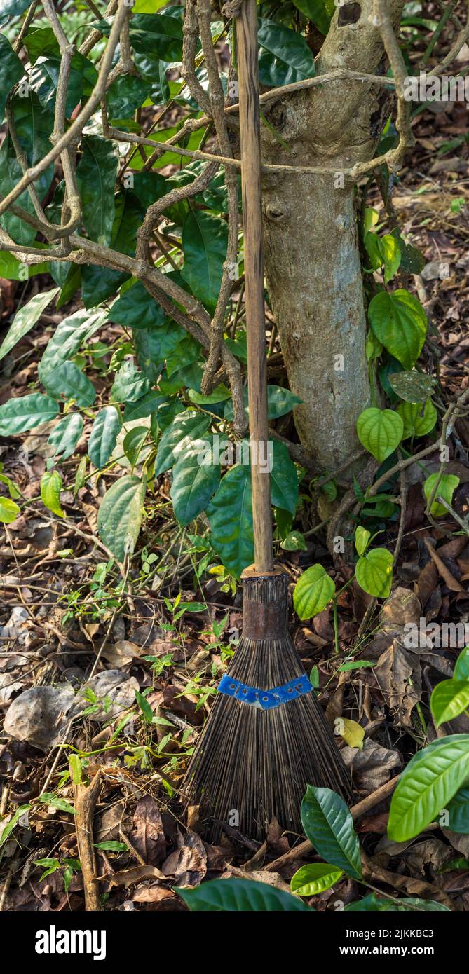 An old wooden besom in a park with leaves on the ground and a tree in ...