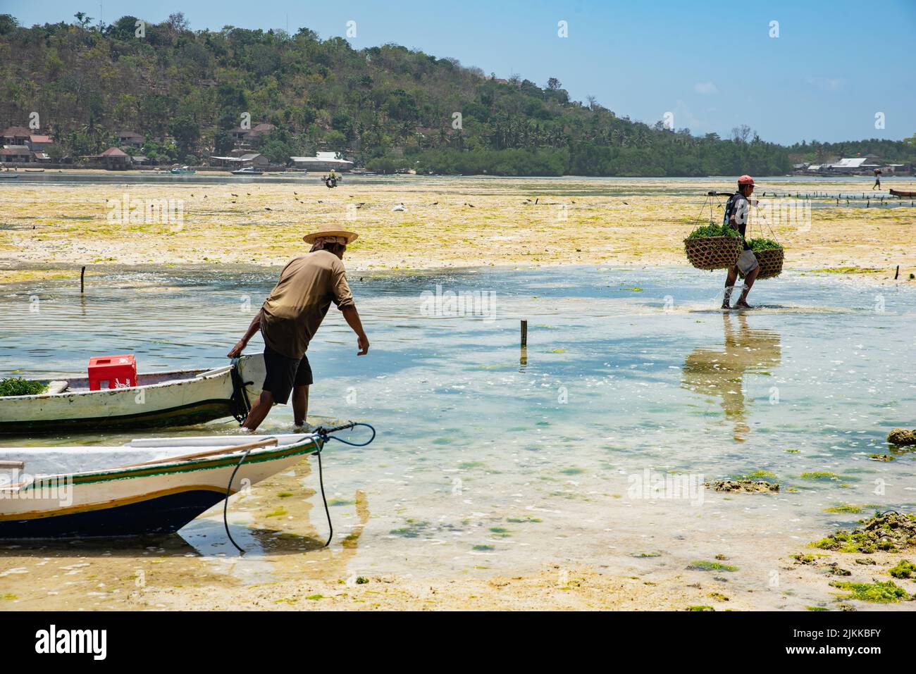 A beautiful shot of Men at work on seaweed culture and a man pulling ...